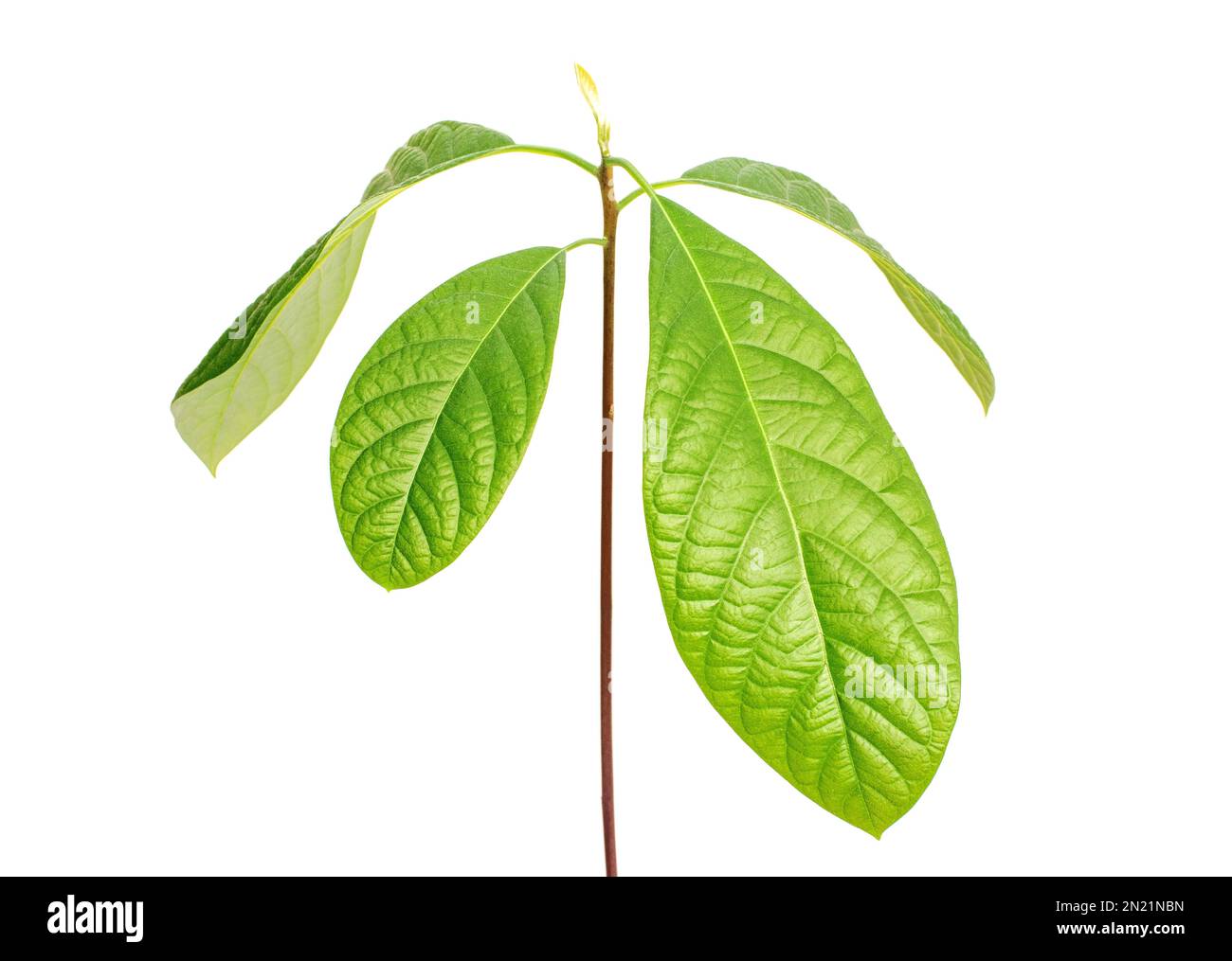 One seeded avocado sprout, macro, isolated on white background Stock ...