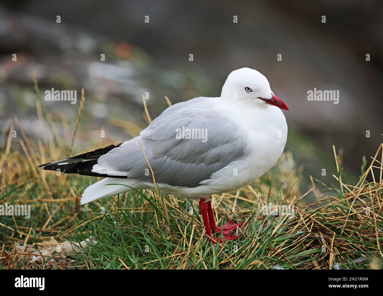 Gull with red legs hi-res stock photography and images - Alamy