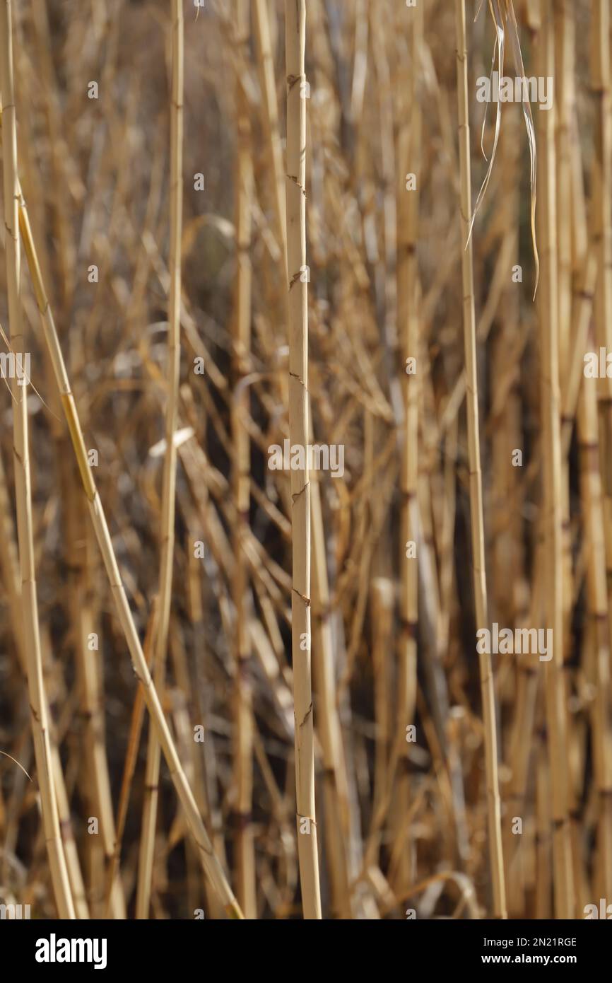 Structure of reed as a natural background Stock Photo - Alamy