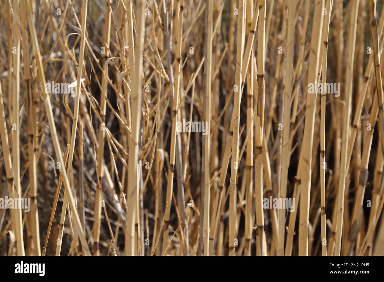 Structure of reed as a natural background Stock Photo - Alamy