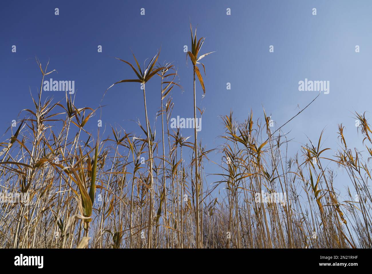 plants of reed against a clear blue sky Stock Photo - Alamy