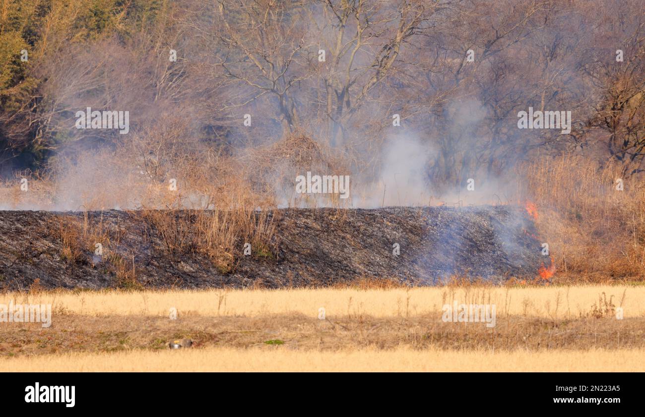 Fire line on dry grass on hillside leaving burned smokey black ash ...
