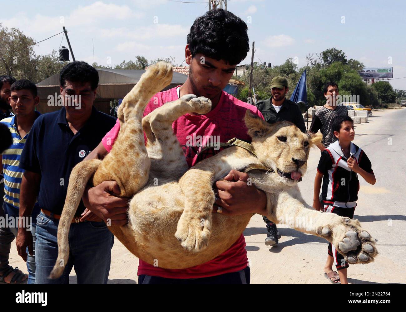 Ibrahim Al-Jamal, 17, carries Mona, a female lion cub, to see her off ...