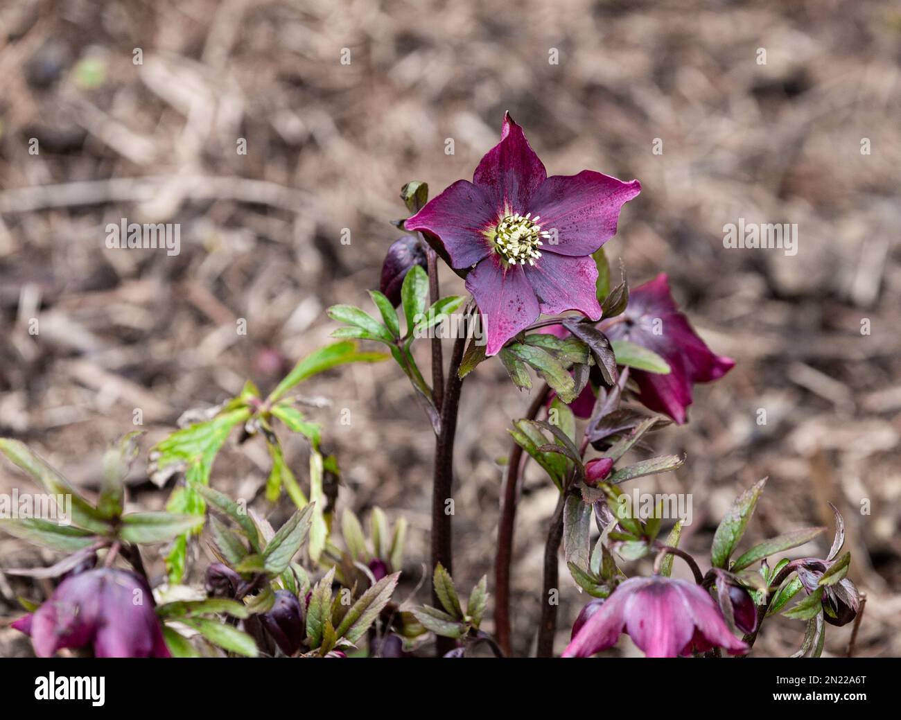 Helleborus Orientalis. Hellebore. Lenten Rose. Christmas Rose Stock ...