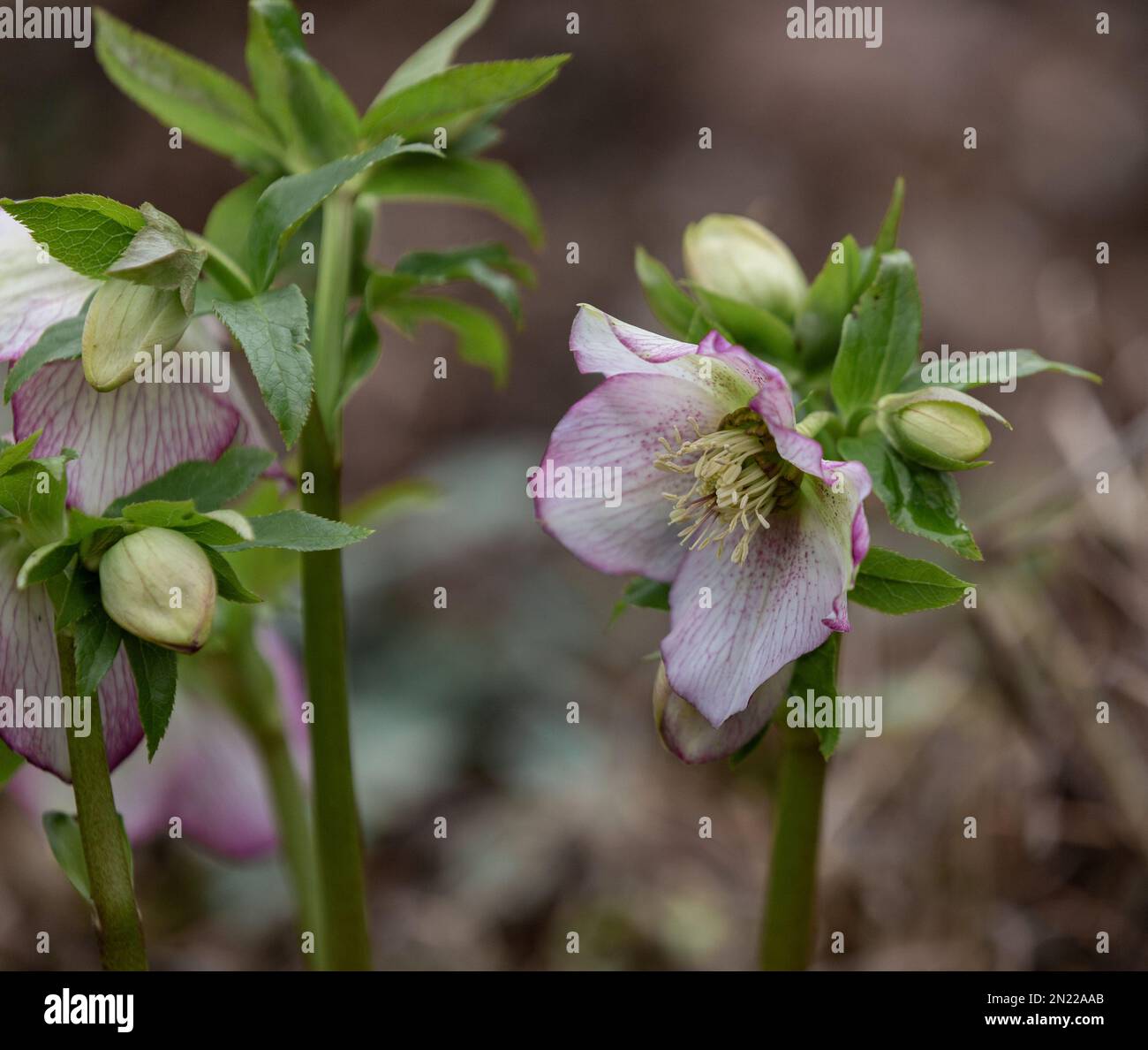 Helleborus Orientalis. Hellebore. Lenten Rose. Christmas Rose Stock ...