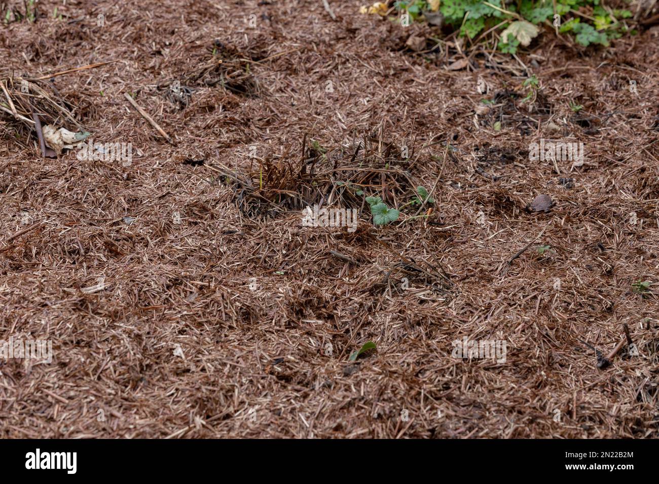 Mulch plants hi-res stock photography and images - Alamy