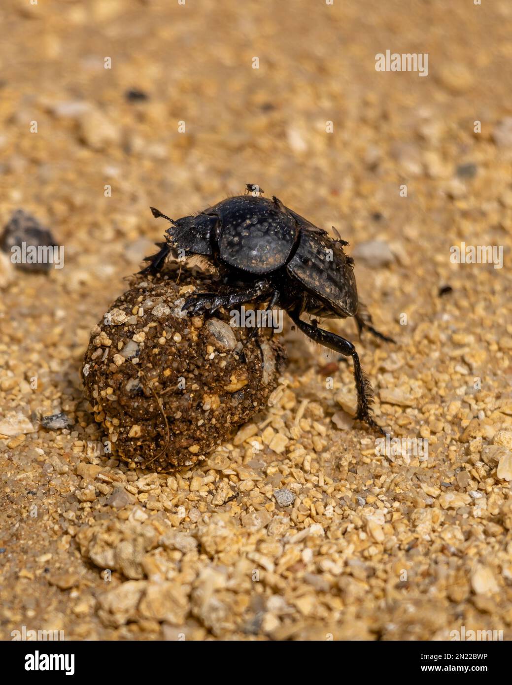 A vertical shot of a black cockroach on the sand Stock Photo - Alamy