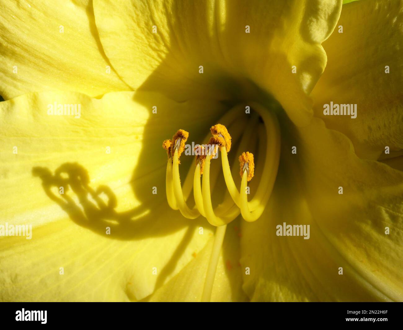 Inner petals have a hi-res stock photography and images - Alamy