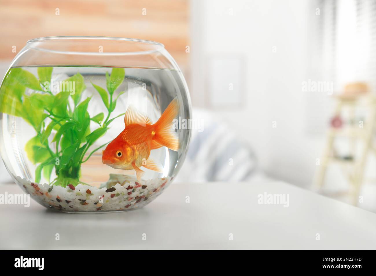 Beautiful bright small goldfish in round glass aquarium on table ...