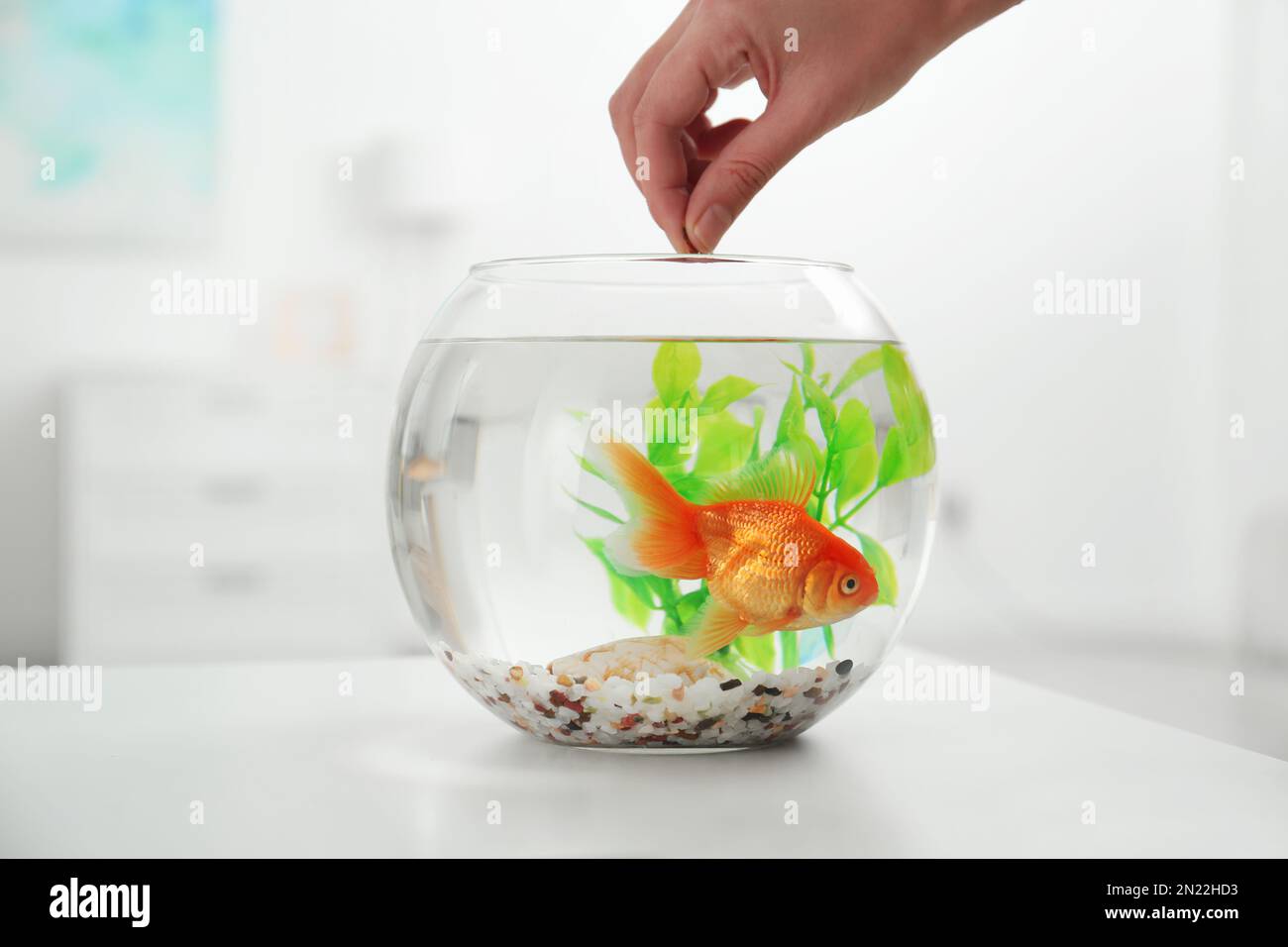One female goldfish hi-res stock photography and images - Alamy