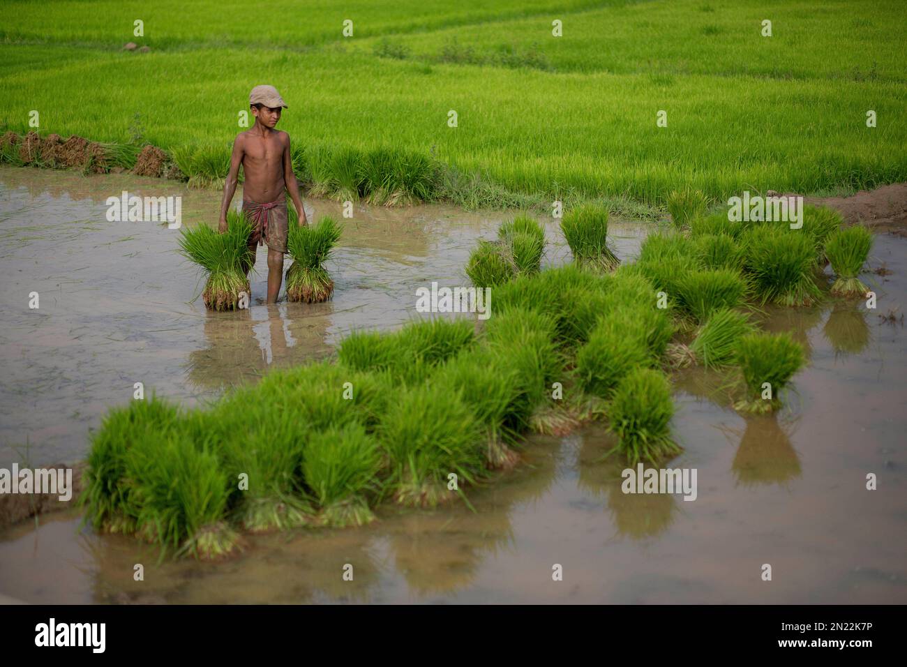 A small boy helps with plantation at a paddy field at Reba Maheswar ...