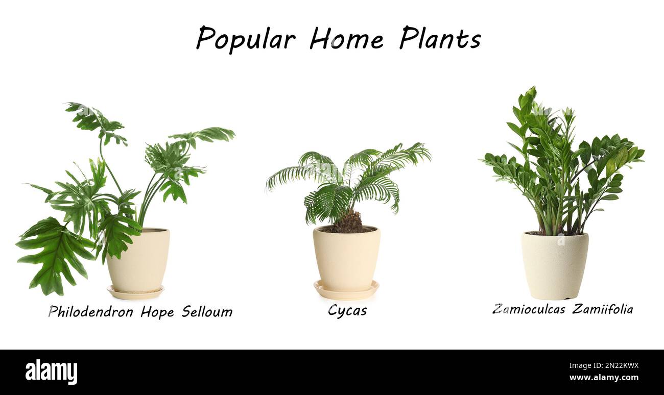 Popular flora Cut Out Stock Images & Pictures - Alamy