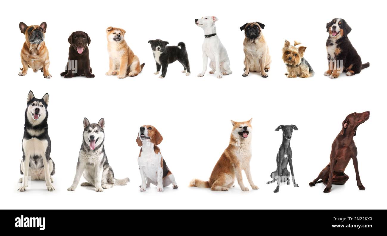 Set of adorable pets on white background. Banner design Stock Photo - Alamy