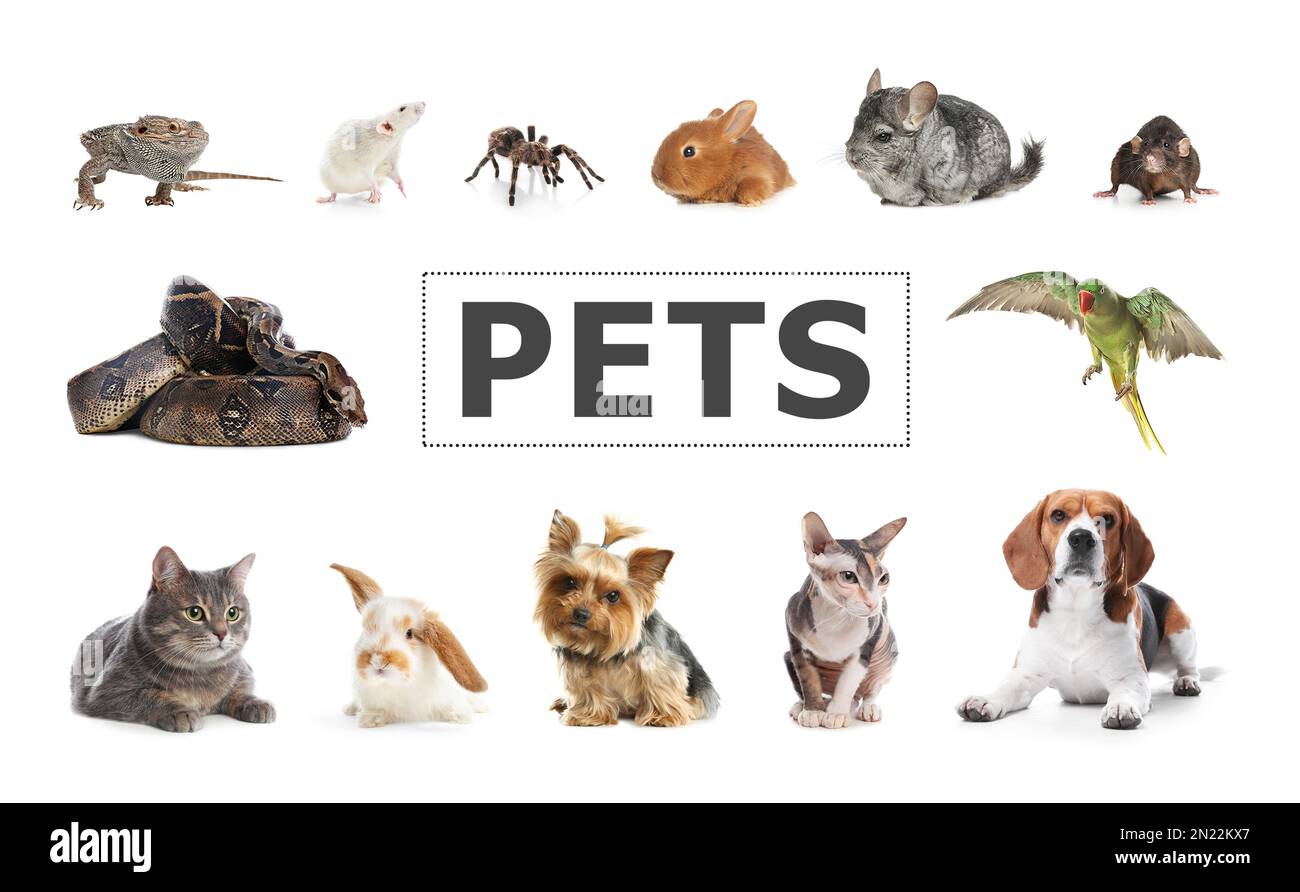 Set of different pets on white background Stock Photo - Alamy