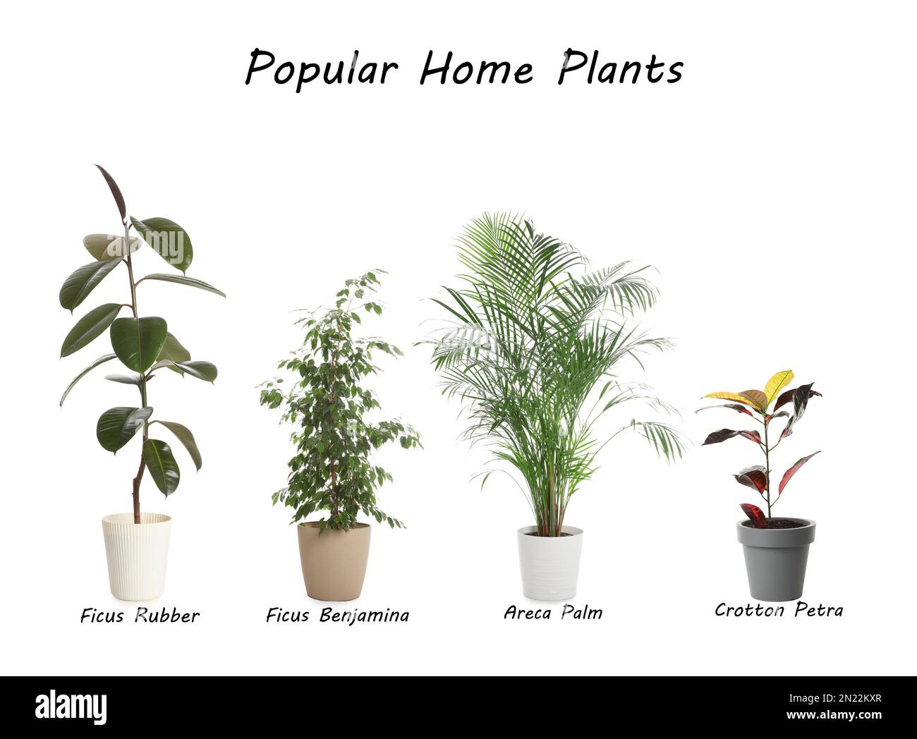 Popular flora Cut Out Stock Images & Pictures - Alamy