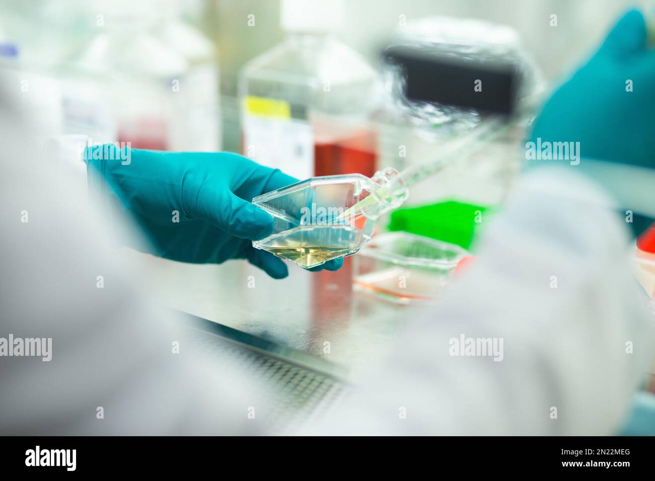 A closeup shot of a laboratory scientist using a pipette during cell ...