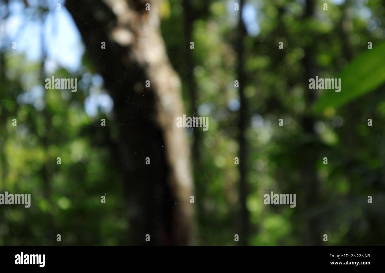 An oriental spiny orb weaver spider (Gasteracantha Geminata) in the ...