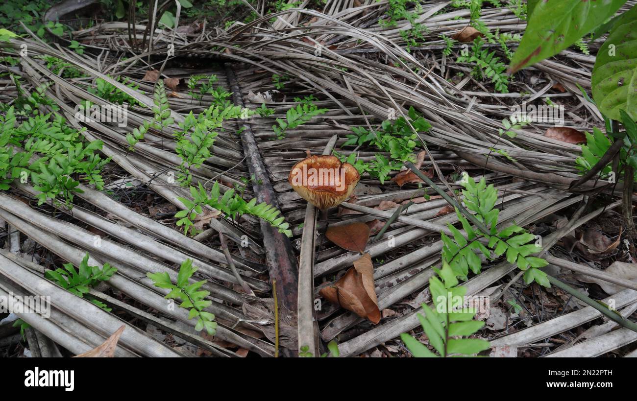 View of a ground level with a funnel shaped orange mushroom and ferns ...