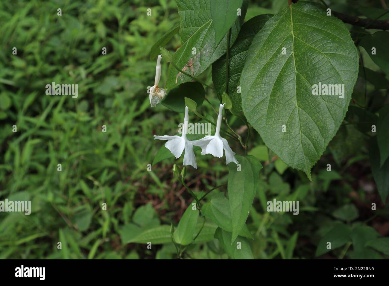 Bloomed and withered white lady flowers (Thunbergia Fragrans) barely ...