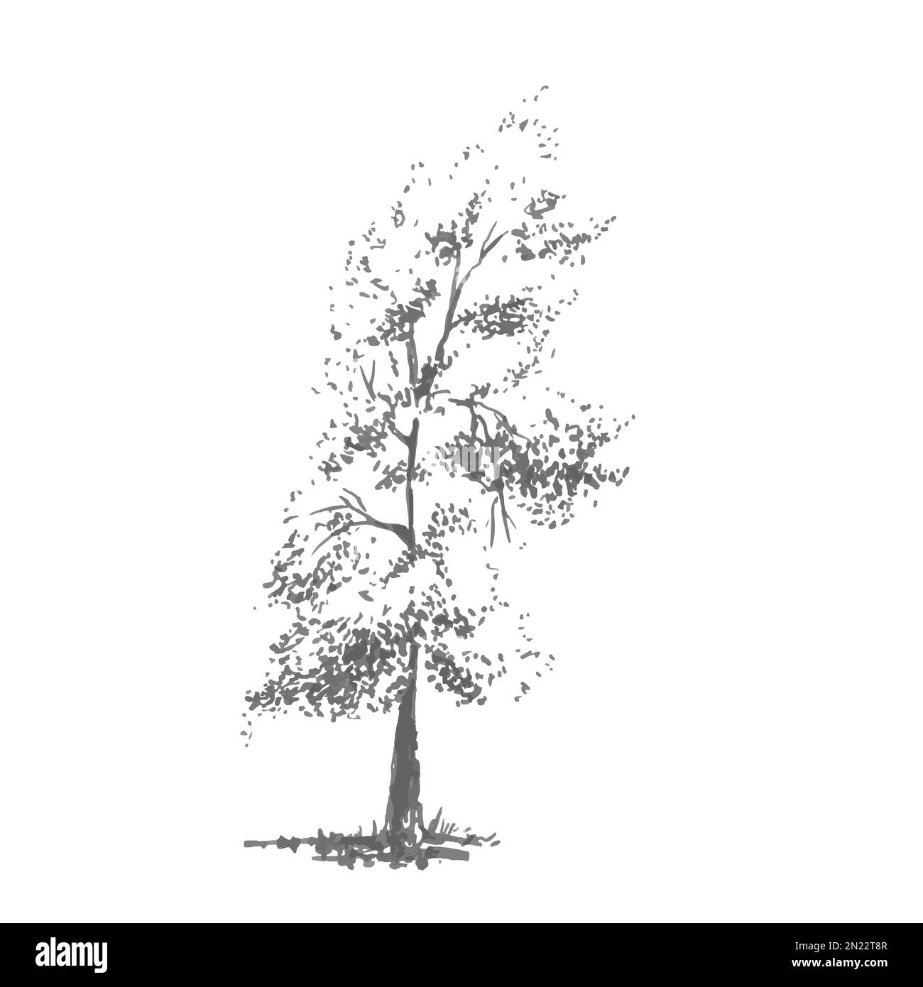 Hand-drawn tree, poplar. Realistic image in shades of gray, sketch ...