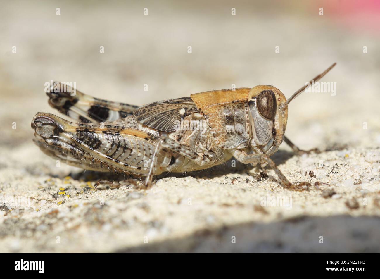 Detailed closeup on a Mediterranean short-horned Barbarian grasshopper ...