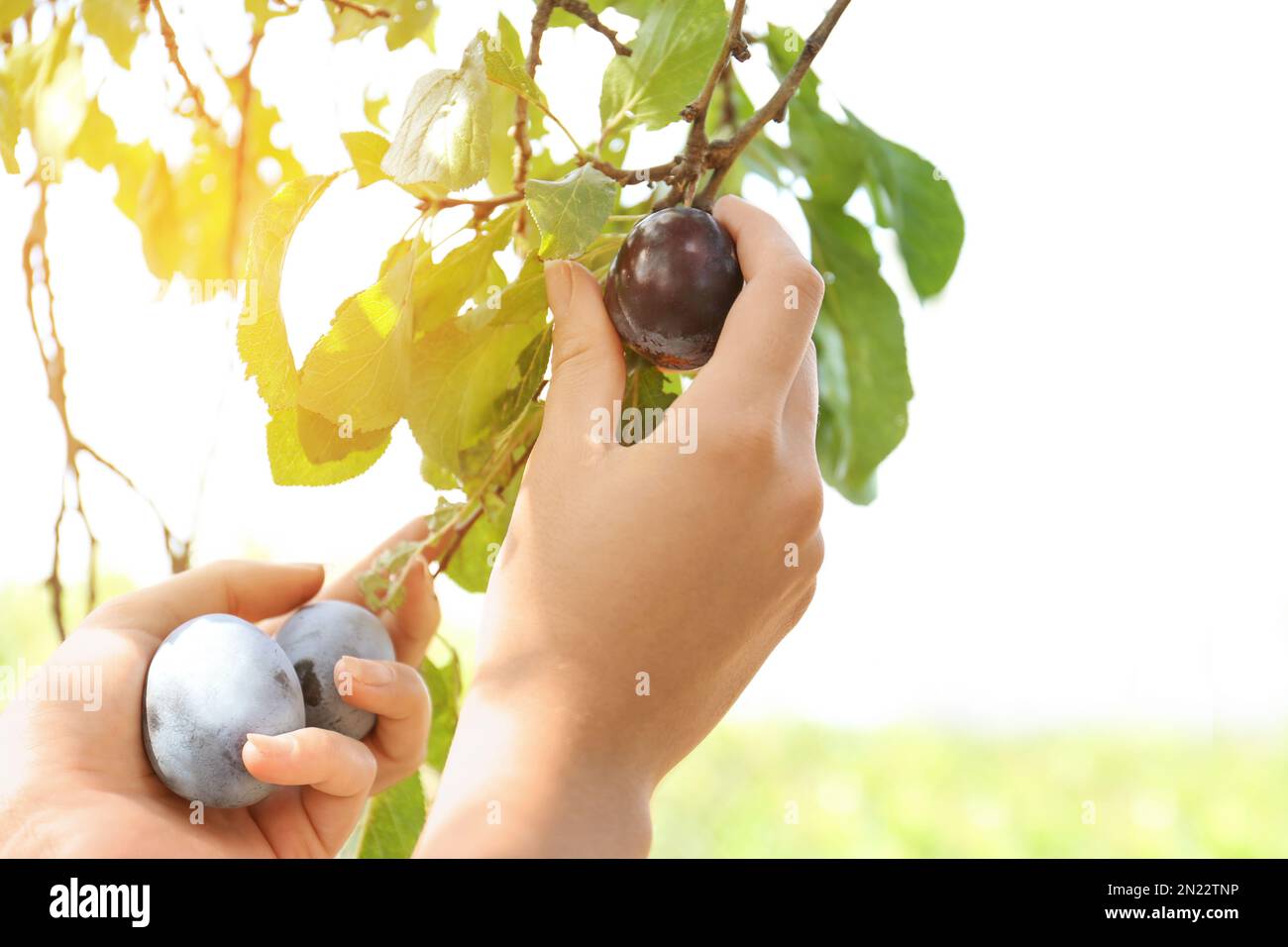 Woman picking ripe plum hi-res stock photography and images - Alamy