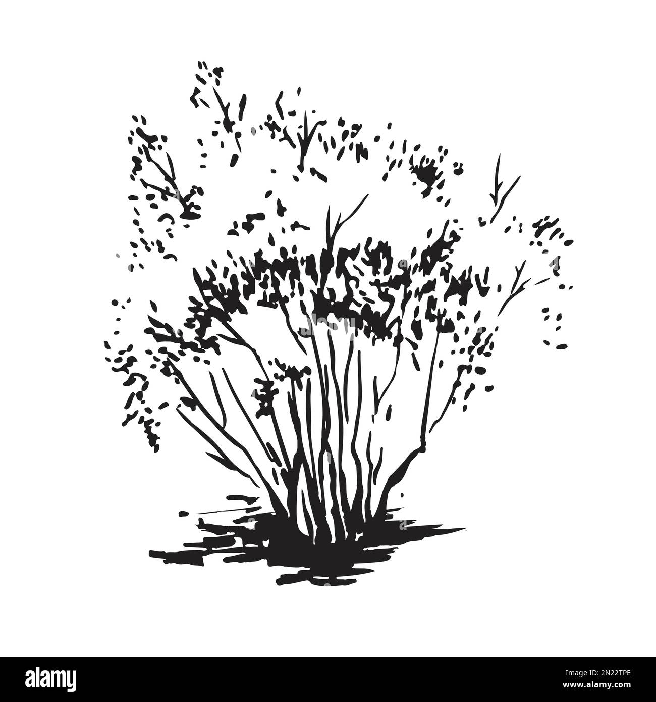 Hand-drawn bush. Black and white realistic image, sketch painted with ...
