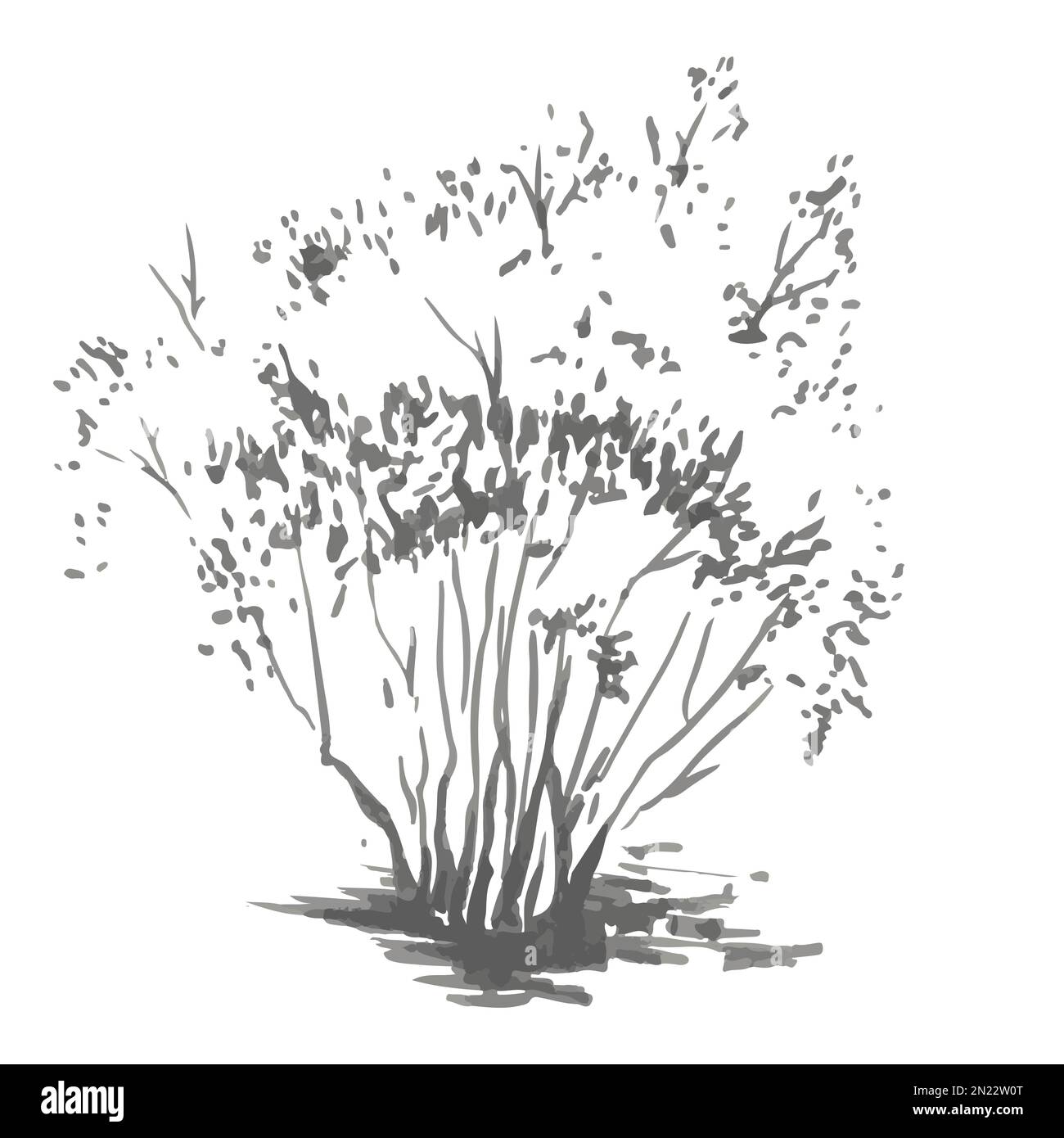 Hand-drawn bush. Rrealistic image in shades of gray, sketch painted ...