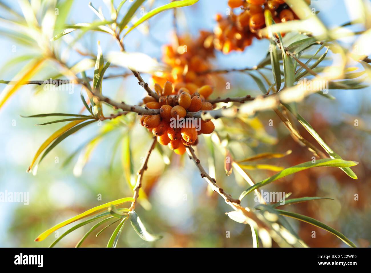 Sea buckthorn shrub with ripe berries outdoors, closeup Stock Photo - Alamy