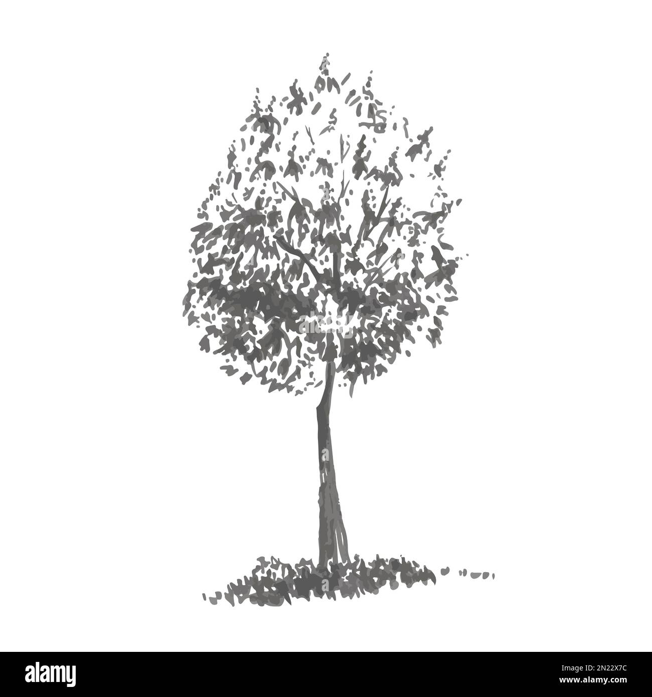 Hand-drawn tree, sweet chestnut. Realistic image in shades of gray ...