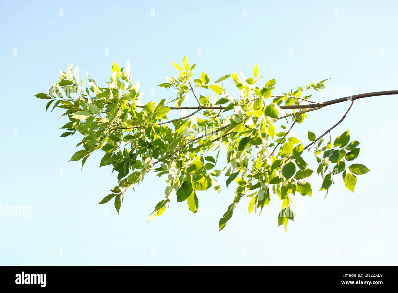 Beautiful tree branch with green leaves outdoors Stock Photo - Alamy