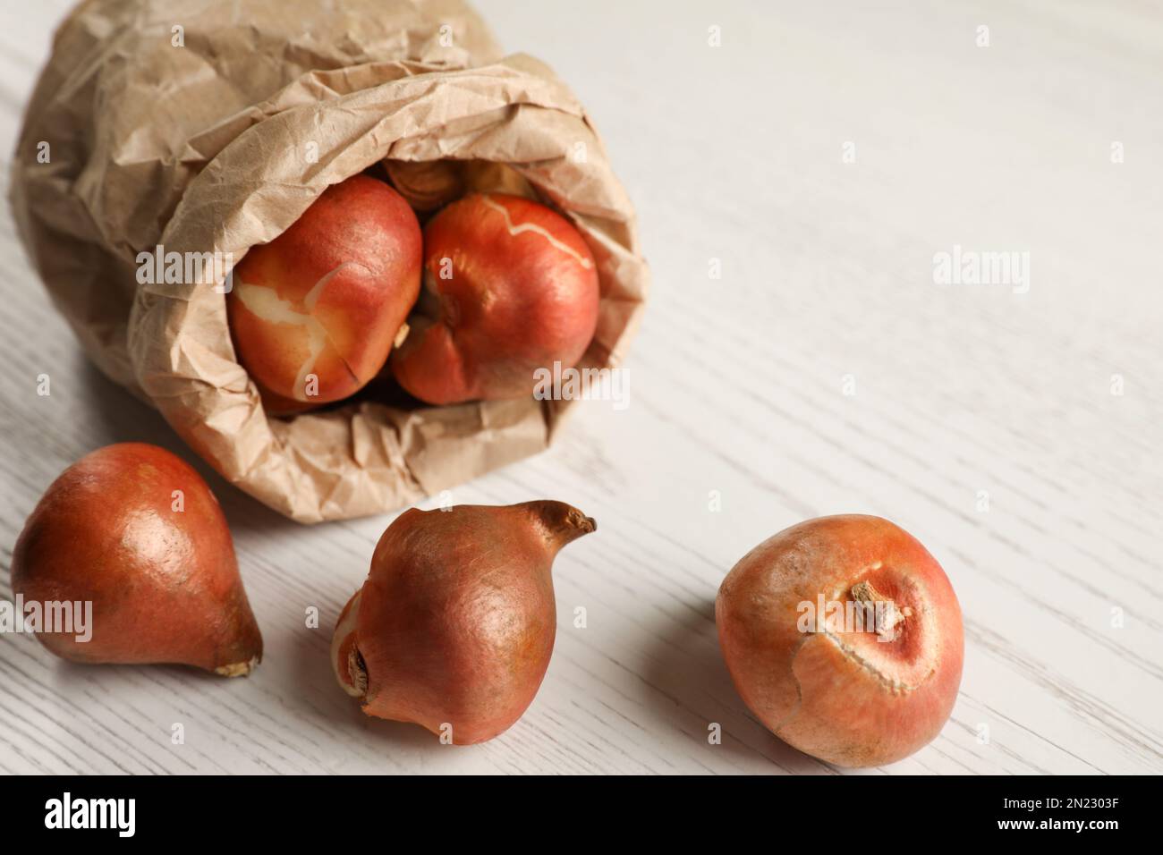 Tulip bulbs paper bag hi-res stock photography and images - Alamy
