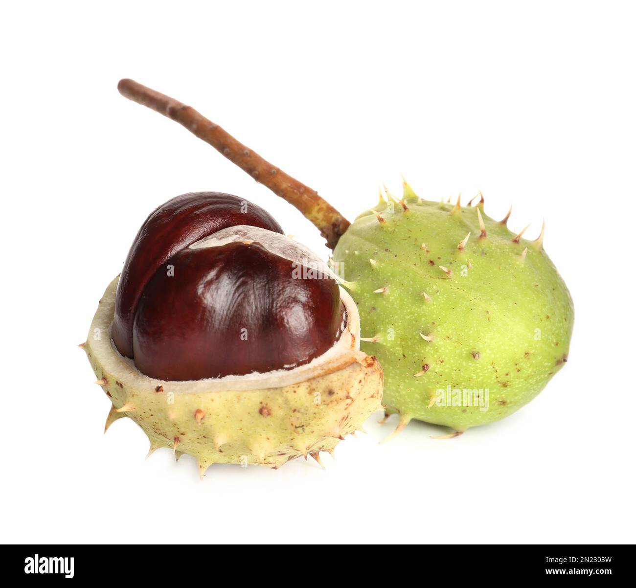 Horse chestnuts in pods isolated on white Stock Photo - Alamy