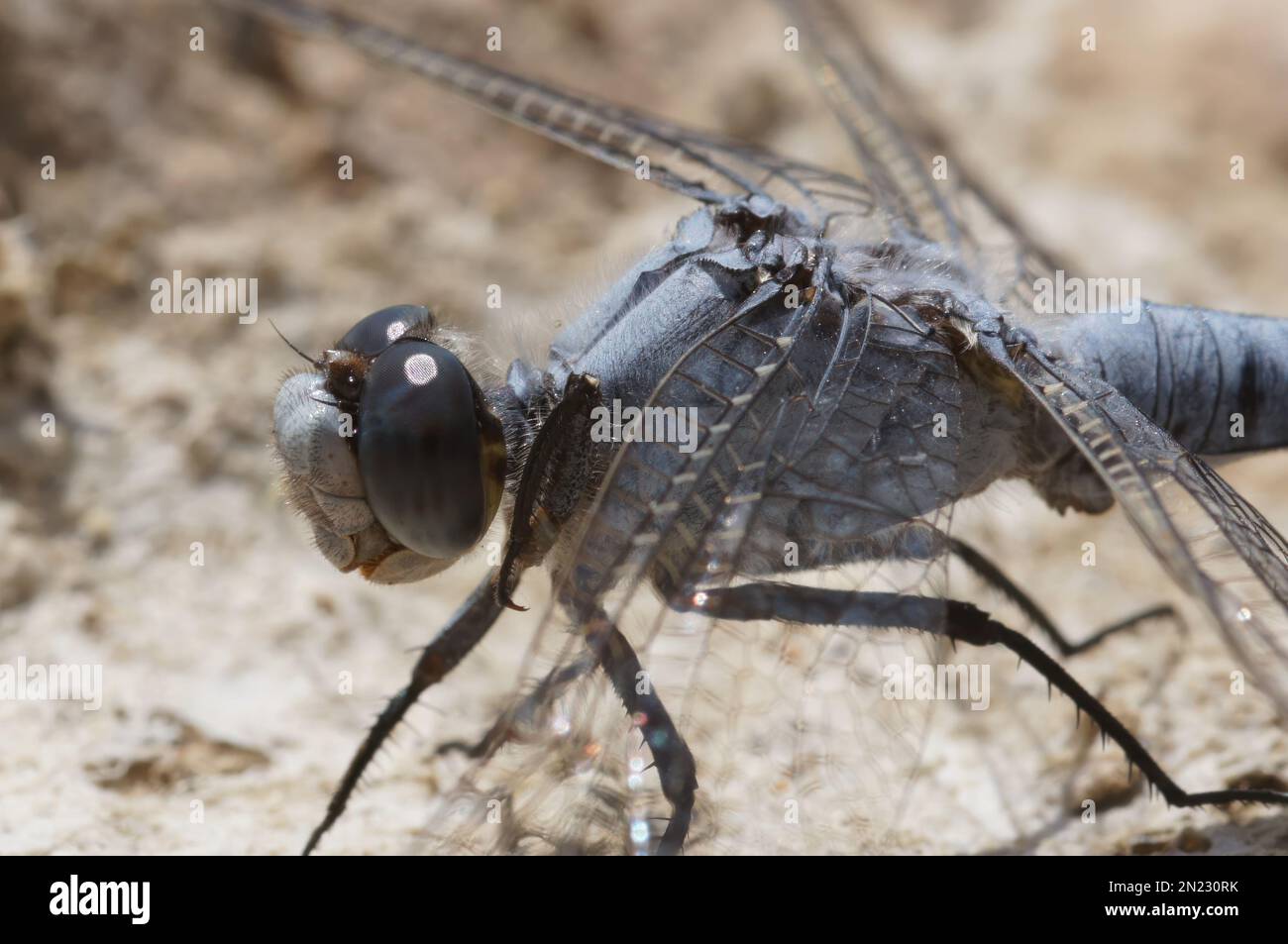 Natural closeup on a blue colored male Southern skimmer, Orthetrum ...