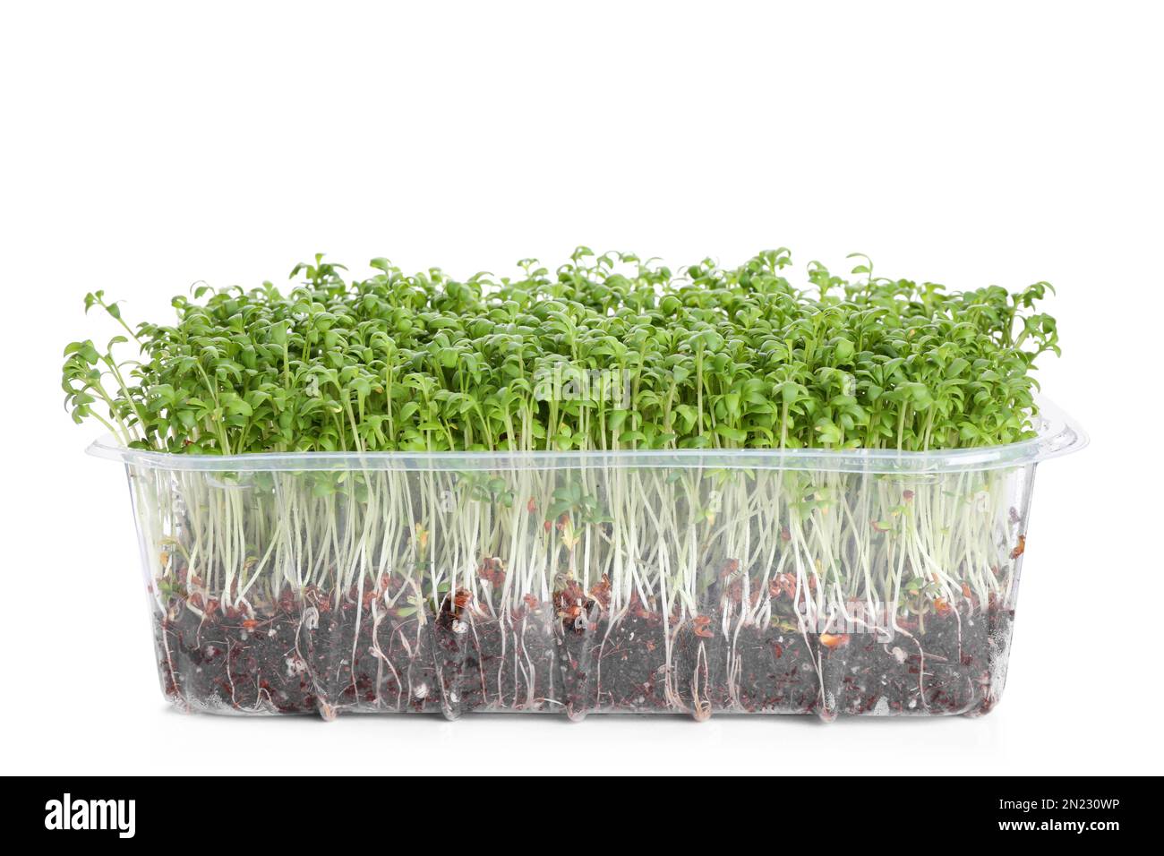 Fresh organic microgreens in plastic container on white background Stock Photo - Alamy