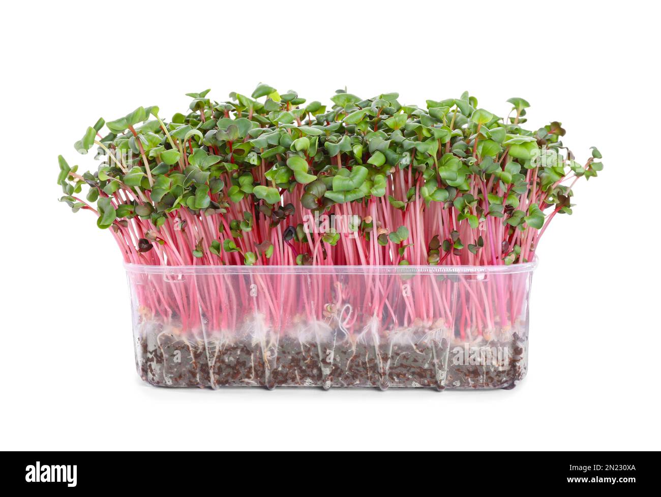 Fresh organic microgreens in plastic container on white background ...