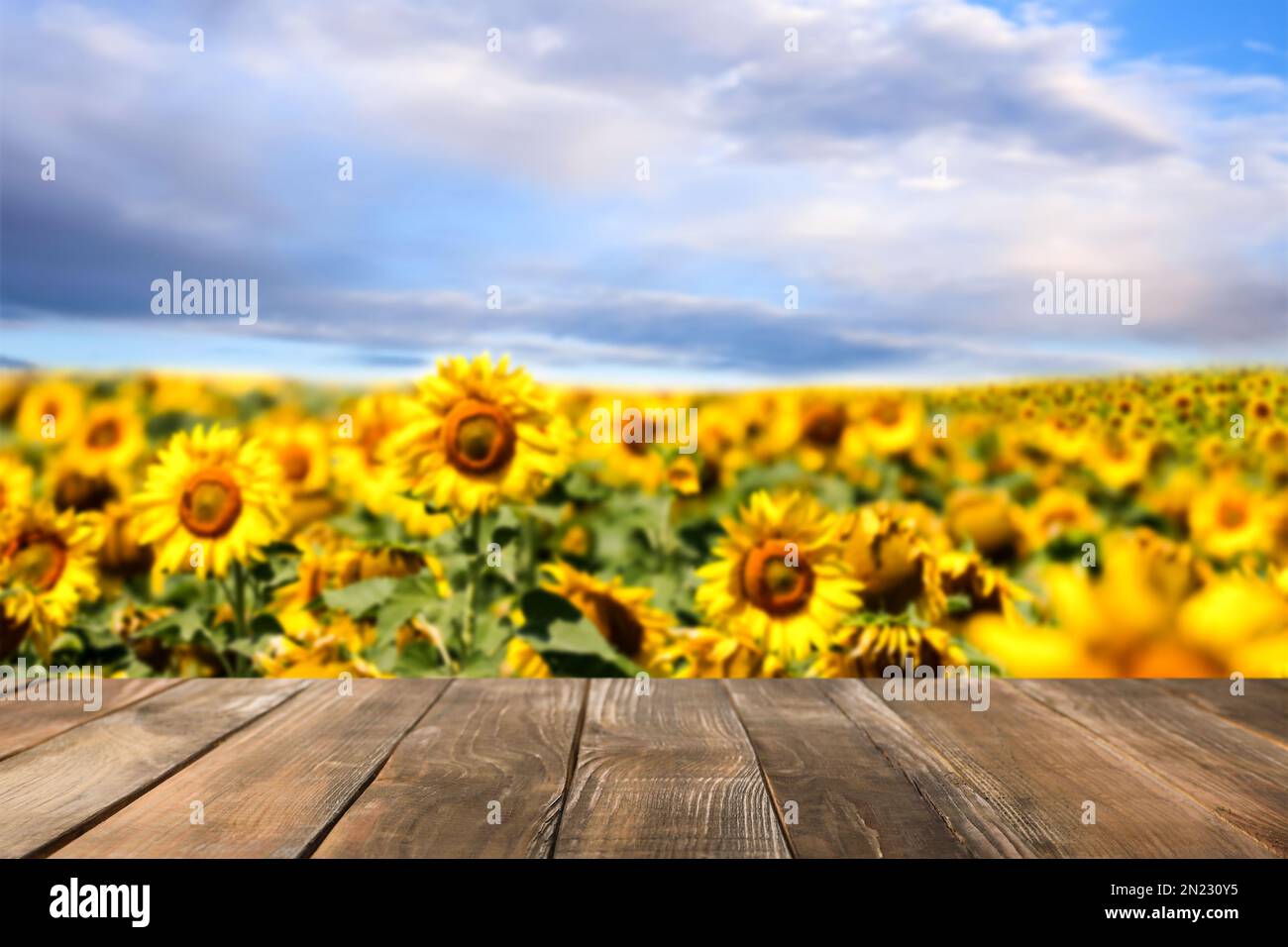 Empty wooden surface in sunflower field under blue sky with clouds ...