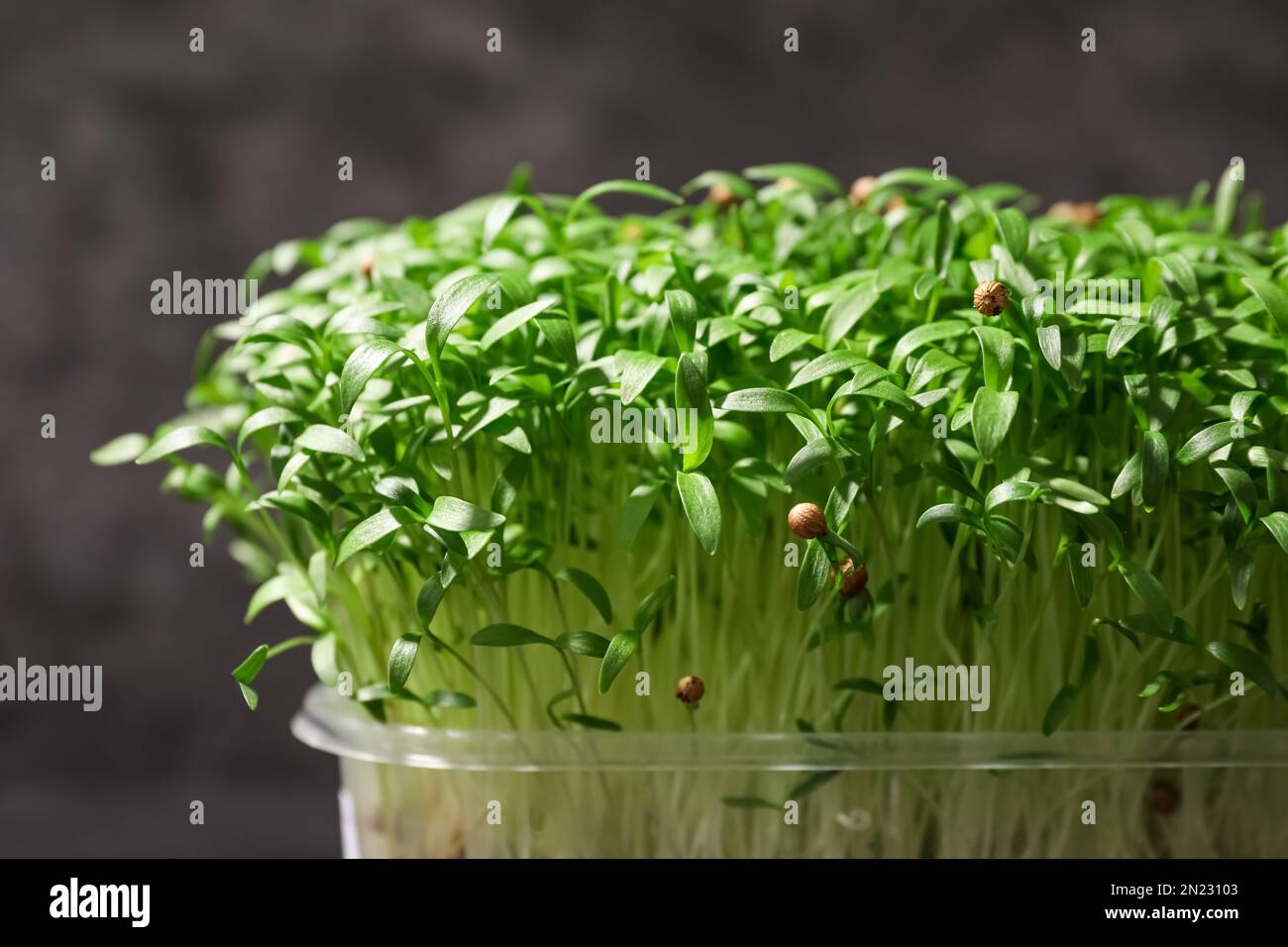 Microgreens background hi-res stock photography and images - Alamy