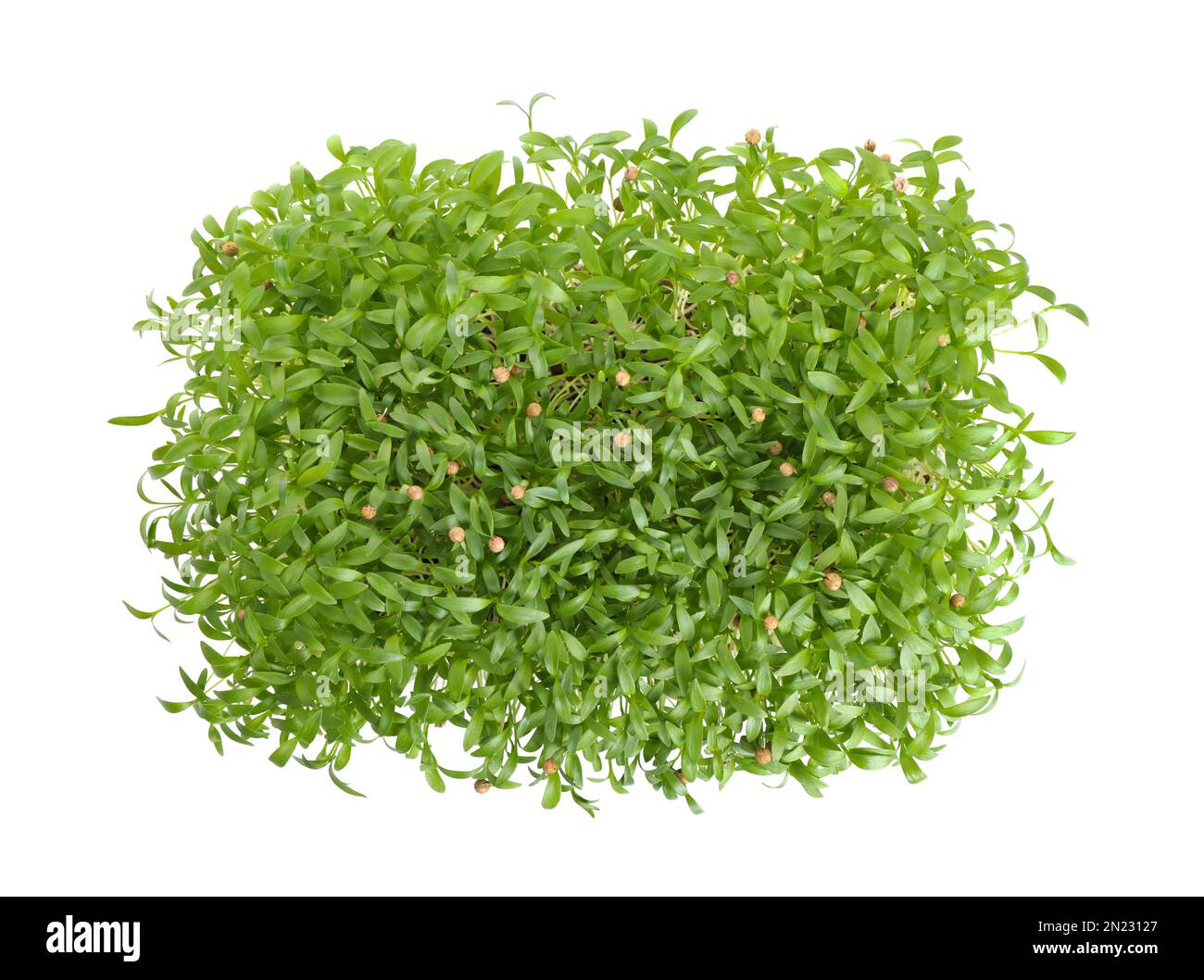Fresh organic microgreens on white background, top view Stock Photo - Alamy