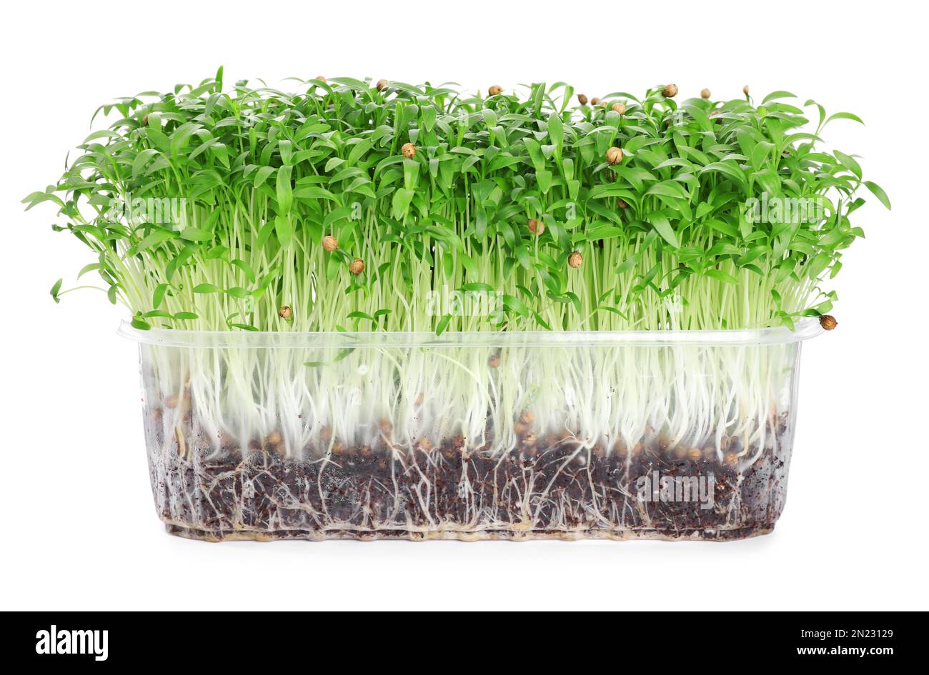 Fresh organic microgreens in plastic container on white background Stock Photo - Alamy