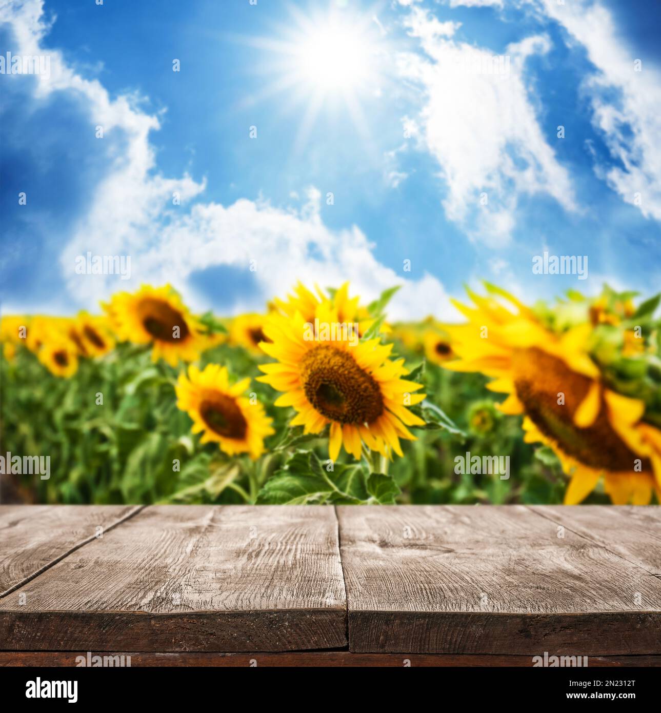 Empty wooden surface in sunflower field under blue sky with clouds ...