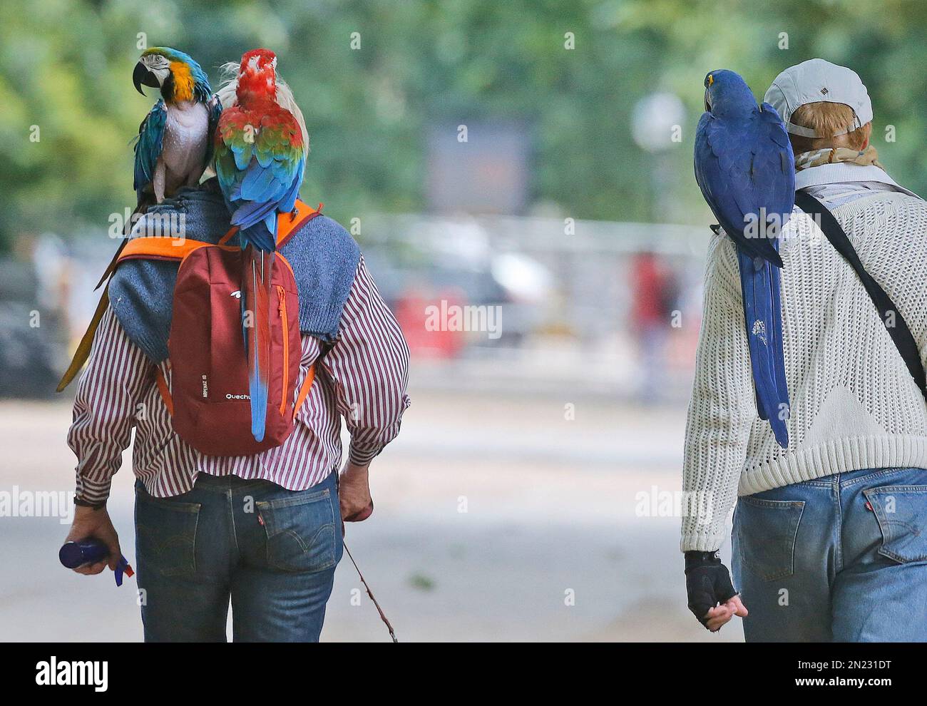 A couple stroll with their macaws through Hyde Park in London ...
