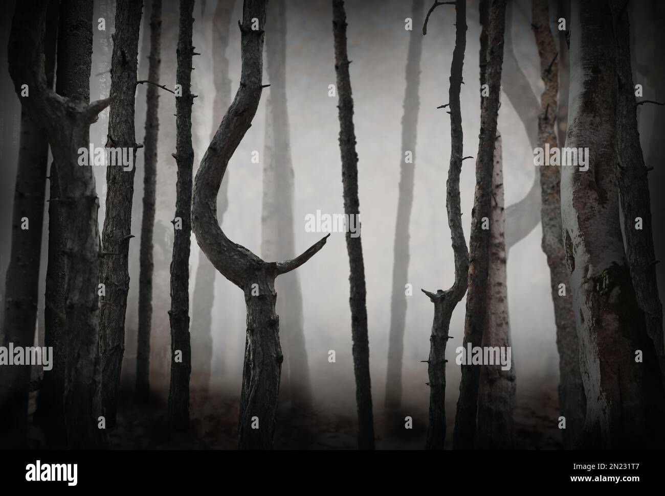 Fantasy world. Creepy foggy forest with tall trees Stock Photo - Alamy