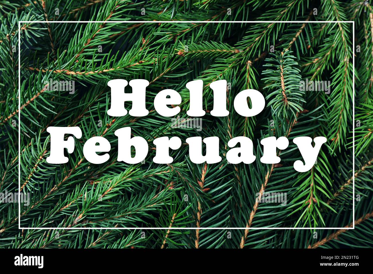 Hello February greeting card. Text on green fir tree branches, top view ...