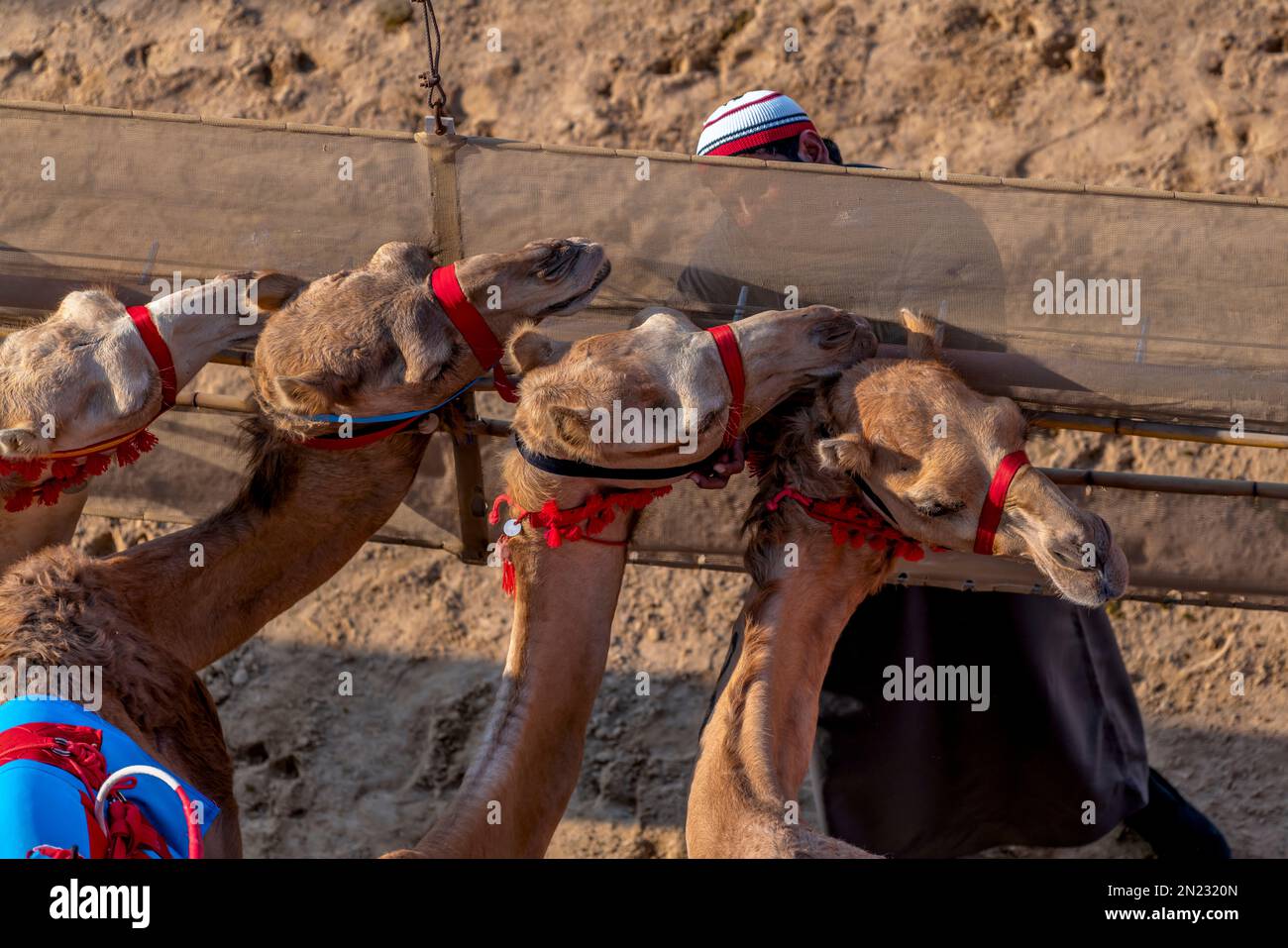 Camel sand track hi-res stock photography and images - Alamy