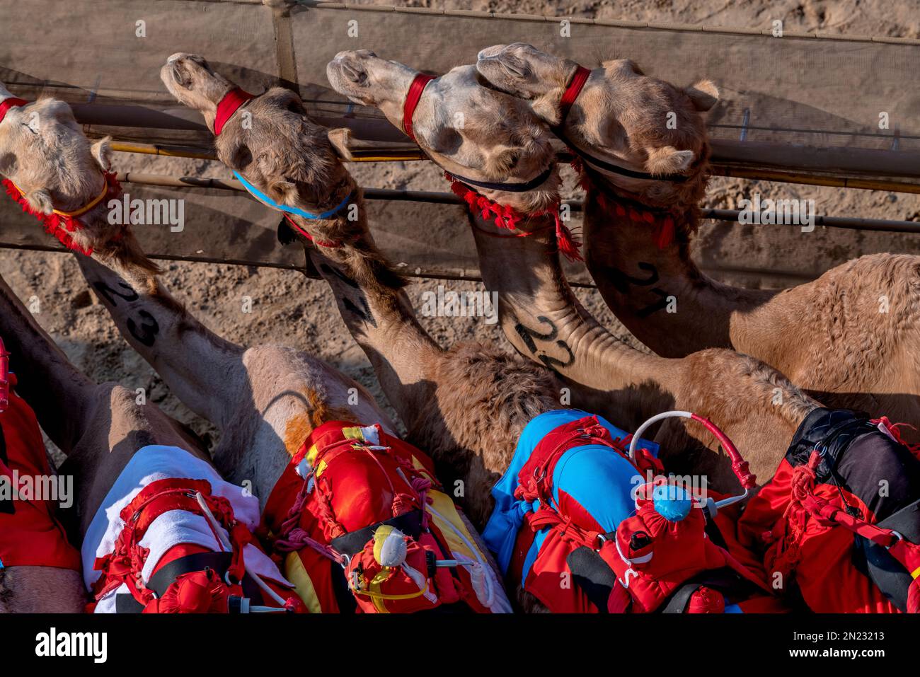 Camel racing dubai united arab emirates hi-res stock photography and ...