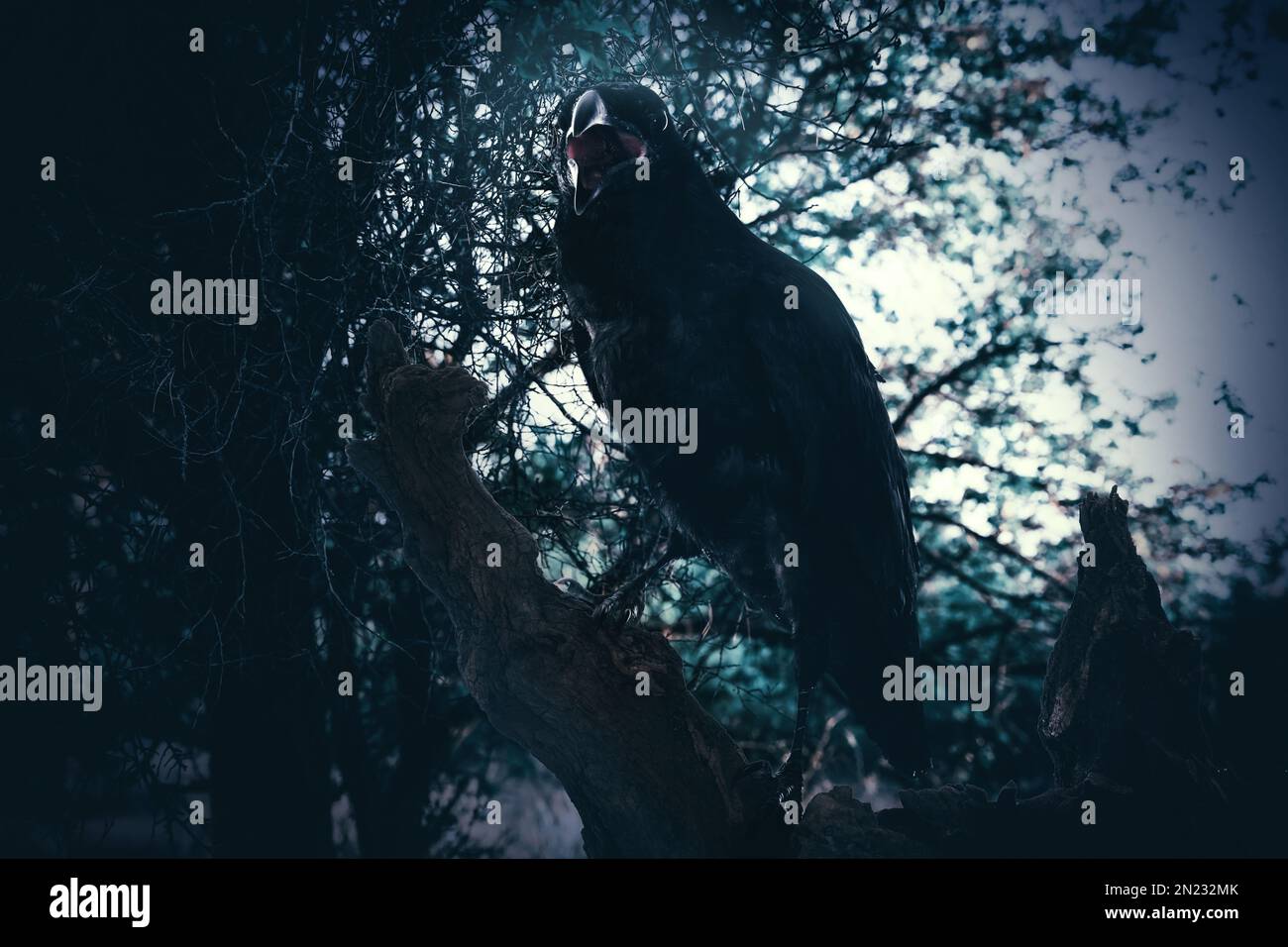 Black crow croaking in creepy forest. Fantasy world Stock Photo - Alamy