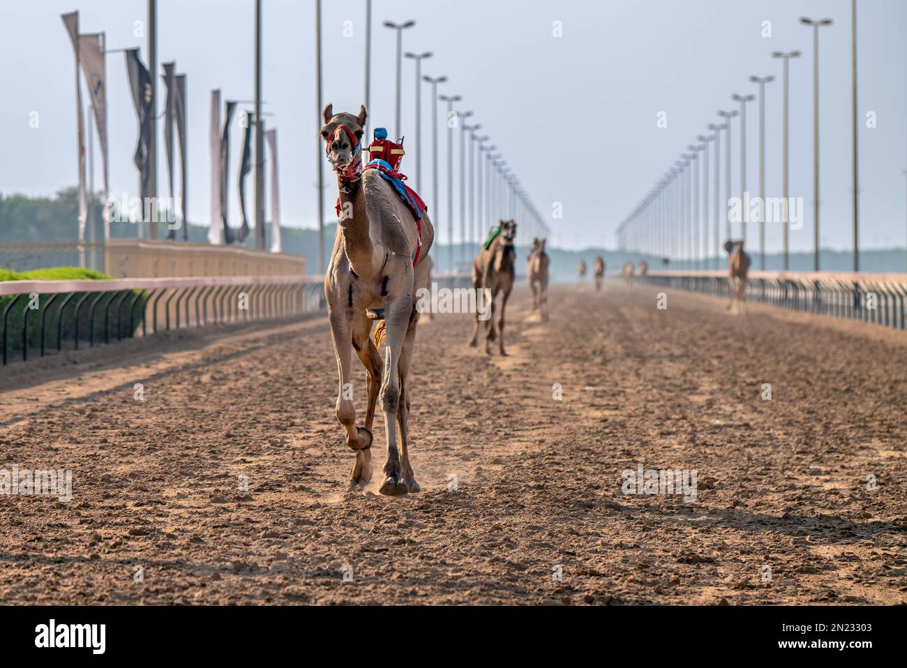 Camel racing dubai robot hi-res stock photography and images - Alamy