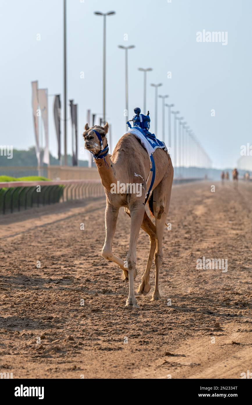 Camel racing dubai united arab emirates hi-res stock photography and ...
