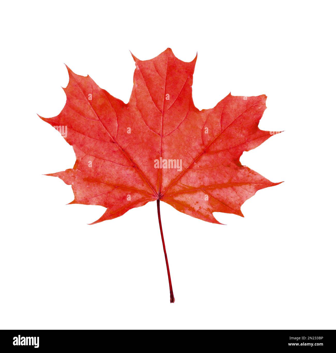 Beautiful red maple leaf isolated on white. Autumn season Stock Photo ...